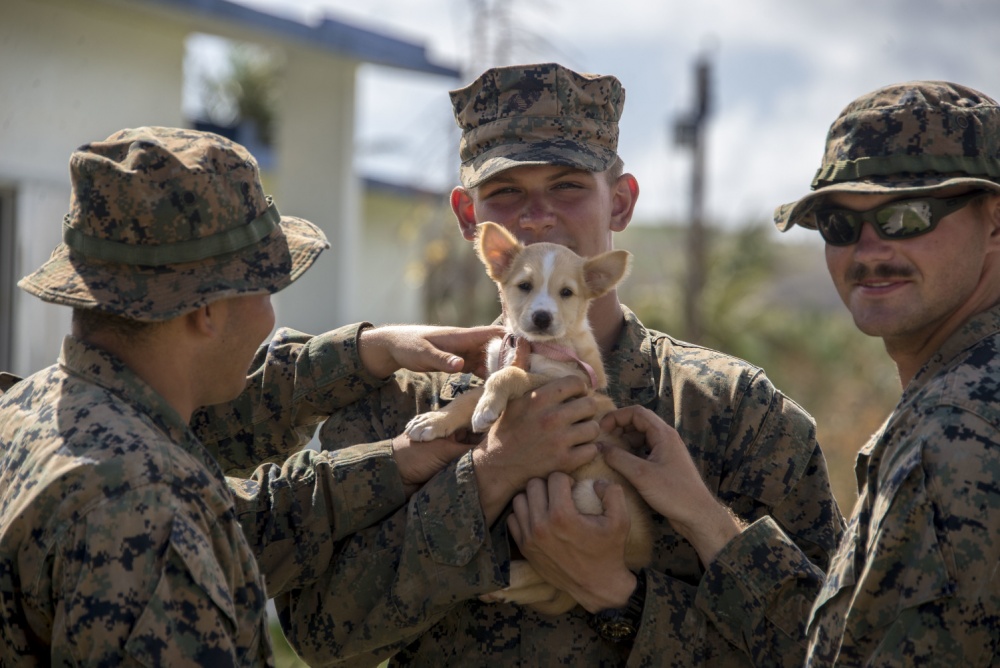 Wounded vet, nonprofit and puppies help actors create authentic ...