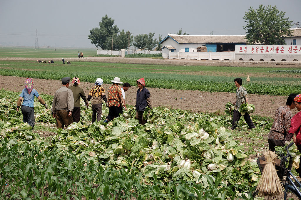 North Korea arms state-run farms and businesses to prevent theft ...