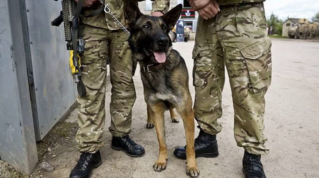 British SAS dog rips out jihadi gunman's throat to save soldiers