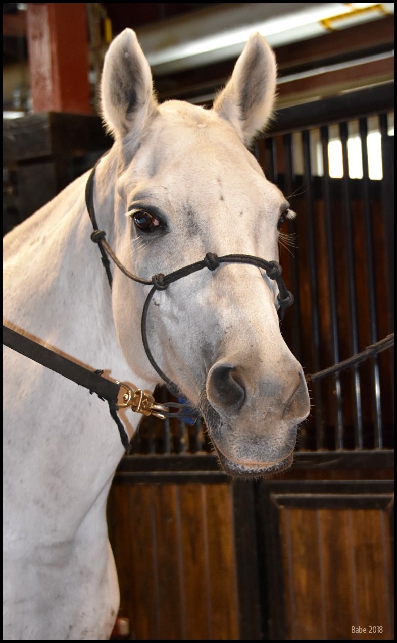 Caisson Platoon horse retires to loving Wisconsin home | American ...