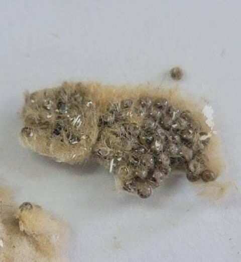 Invasive moth eggs posing 'serious threat' found on cargo ship from China