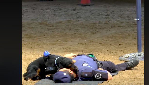 Police dog in Spain caught on viral video giving 'CPR' to officer in ...
