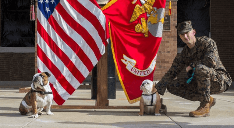 Marine Corps introduces its newest mascot, Chesty XVI - Call Topics ...