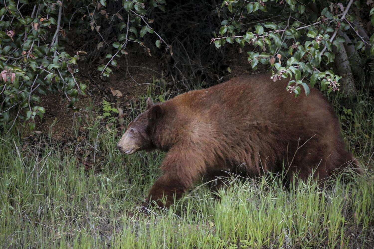 Pic: Massive bear charges hunter, shot with pistol