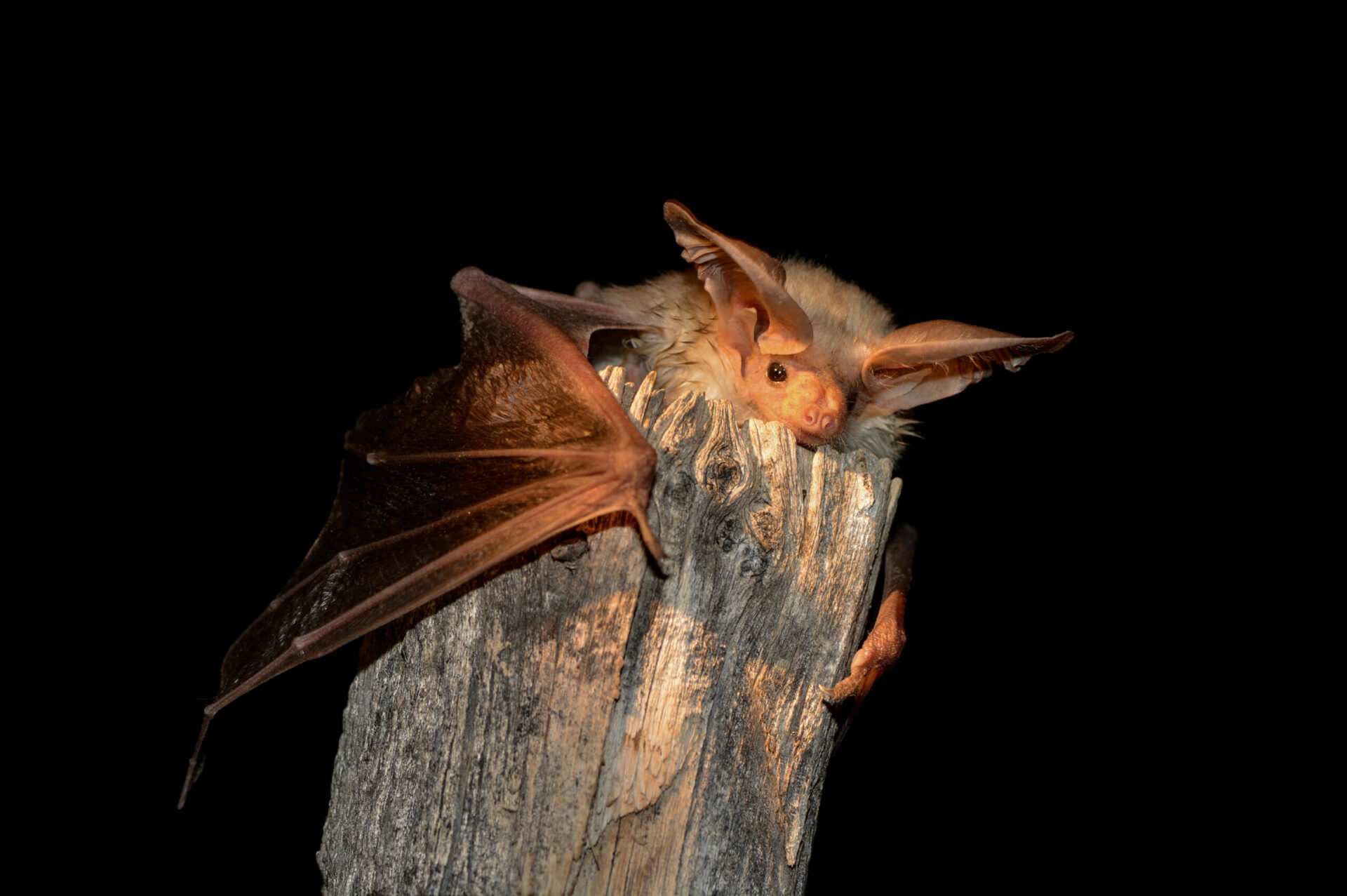 California now has an official state bat and mushroom. How are these ...