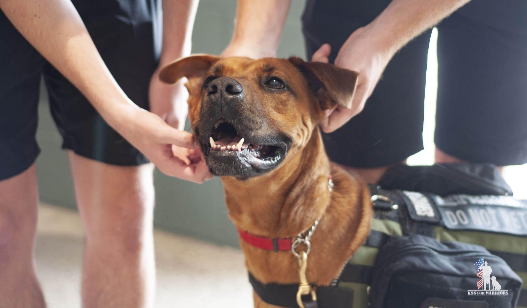 K9s for Warriors service dogs-in-training make friends | American ...