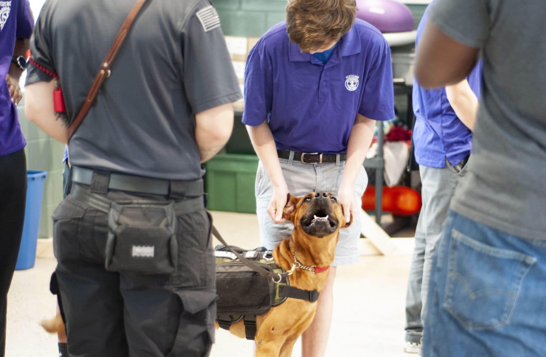 K9s for Warriors service dogs-in-training make friends | American ...