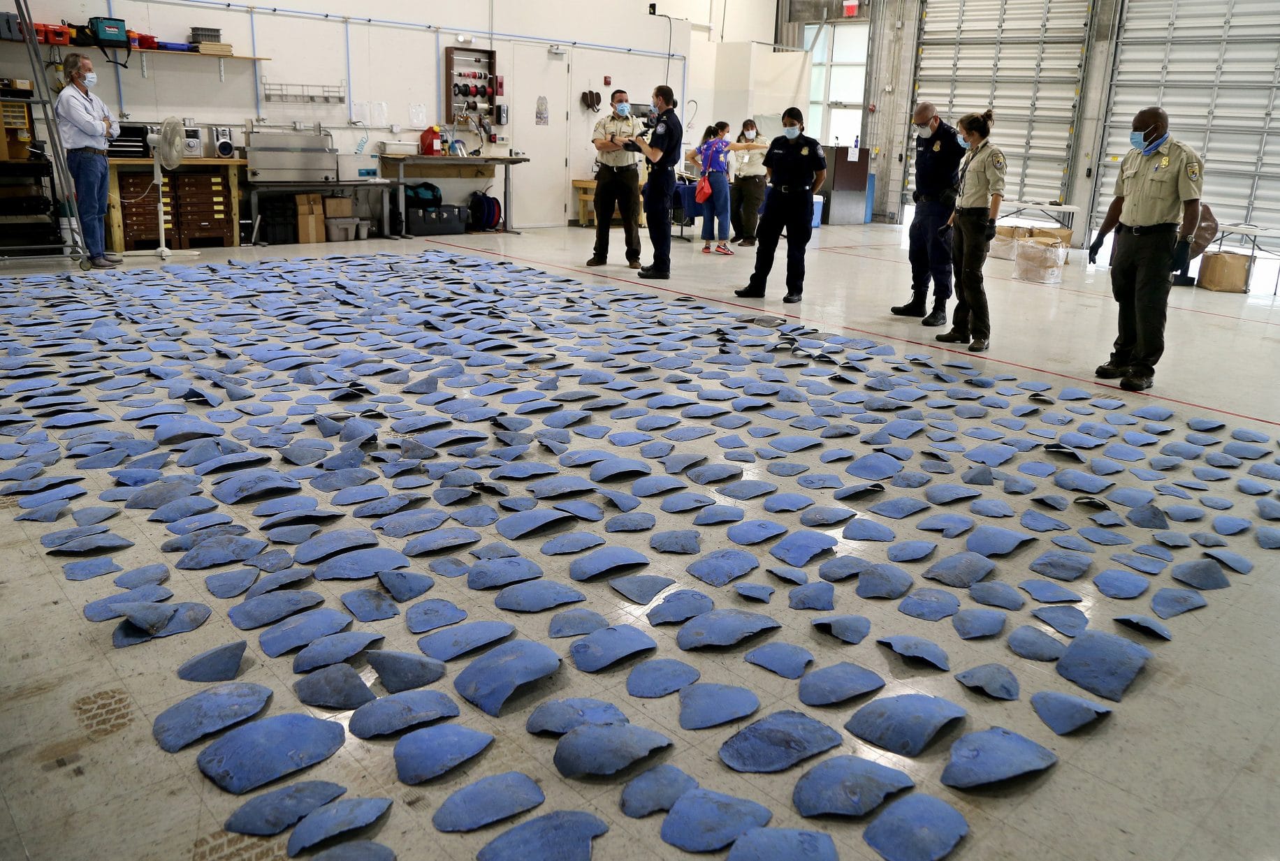 Endangered sea turtle shells disguised as blue plastic seized at Miami ...