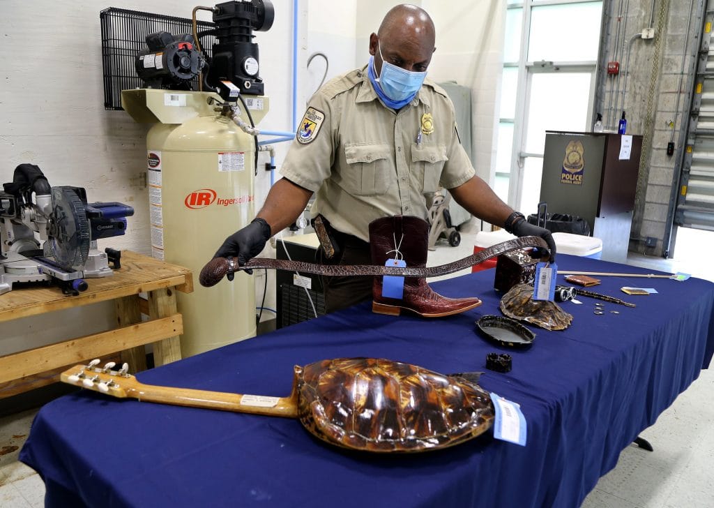 Endangered sea turtle shells disguised as blue plastic seized at Miami ...