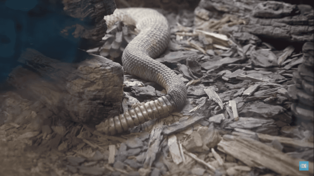 Video shows you what exactly is inside a rattlesnake's rattle ...