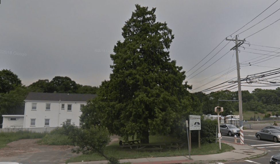 Residents upset over pruning of 70-year-old tree planted in memory of ...