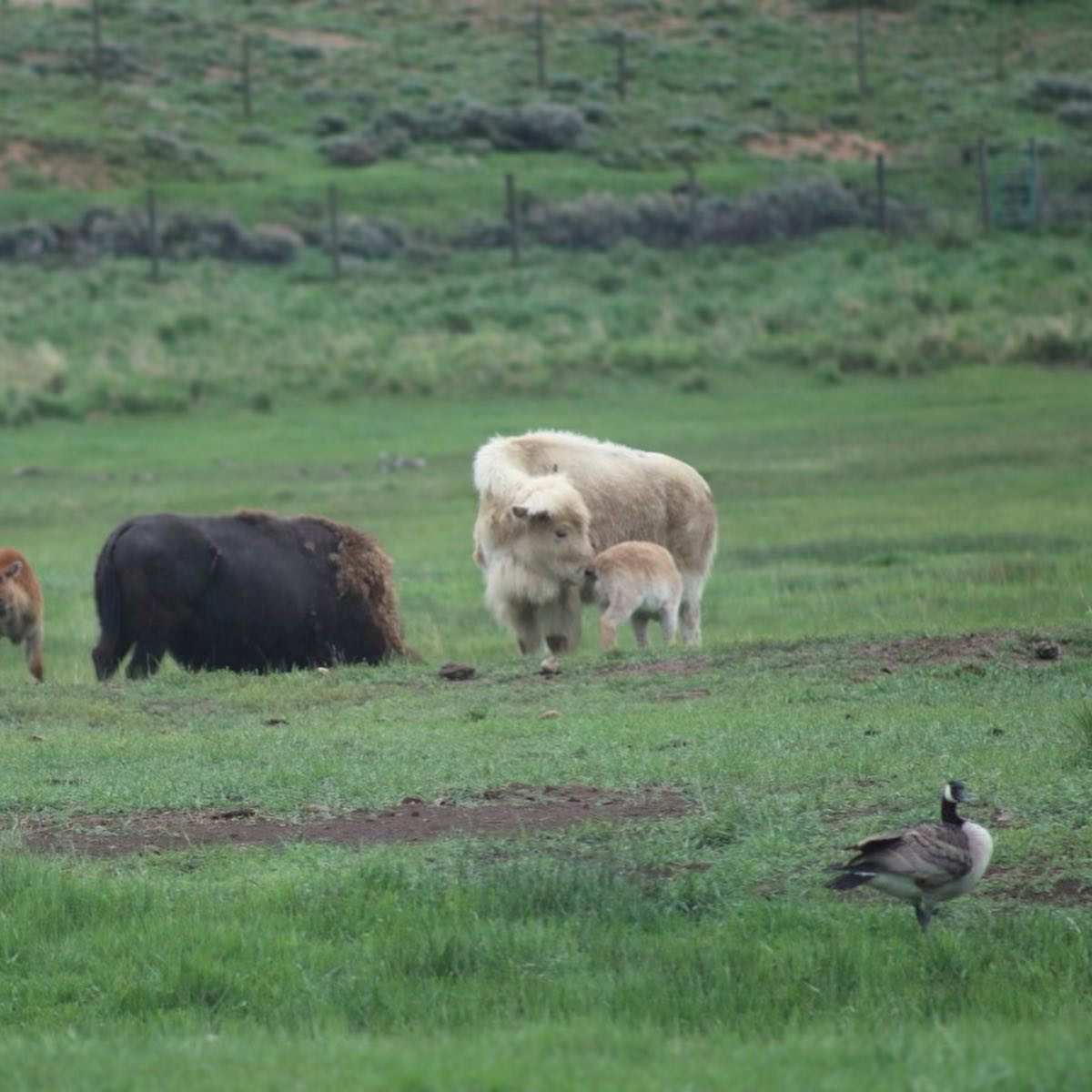 Pics: Rare white bison born in Wyoming state park