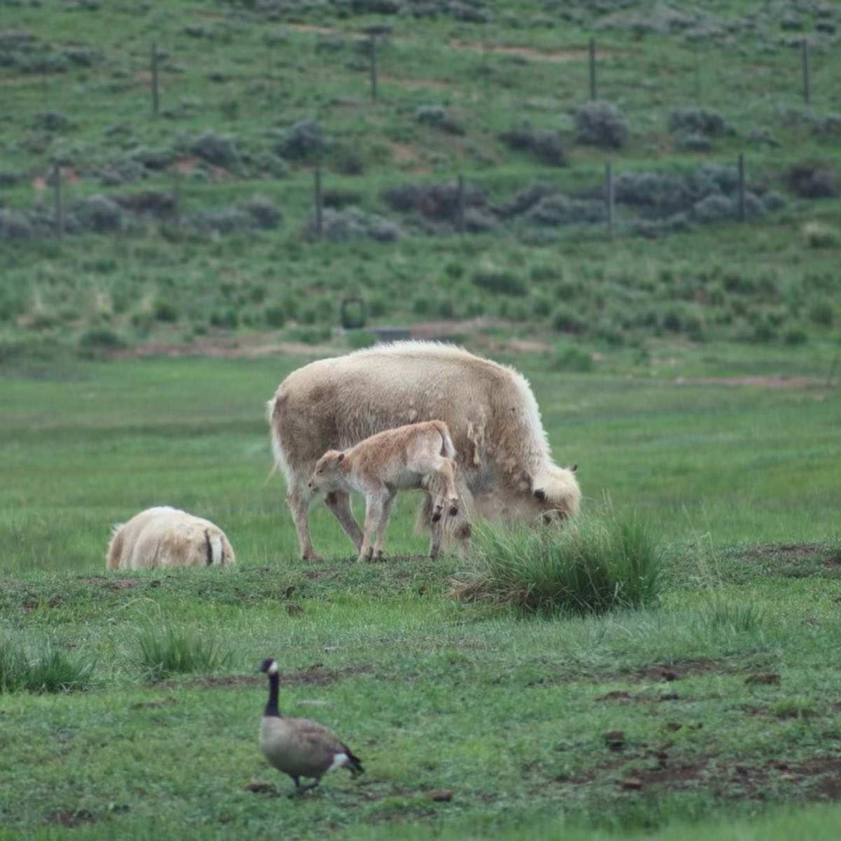 Pics: Rare white bison born in Wyoming state park