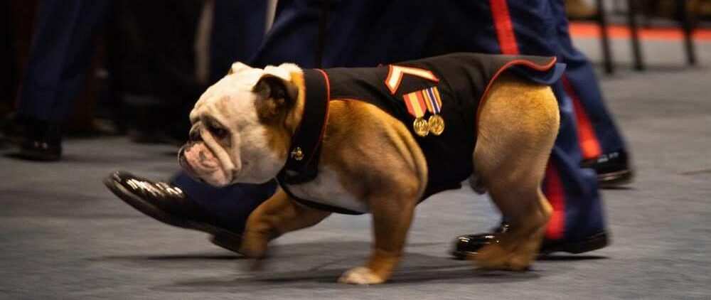 Video: Marine Corps promotes bulldog to private 1st class
