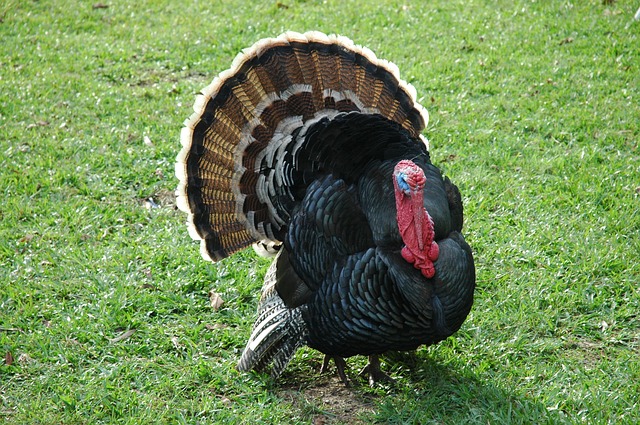 Turkey poop could be the next alternative fuel, Israeli study finds ...